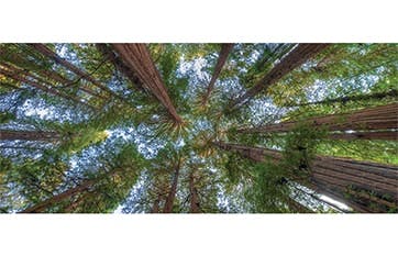 Pain & Headache: A Continuum - Practical Neurology