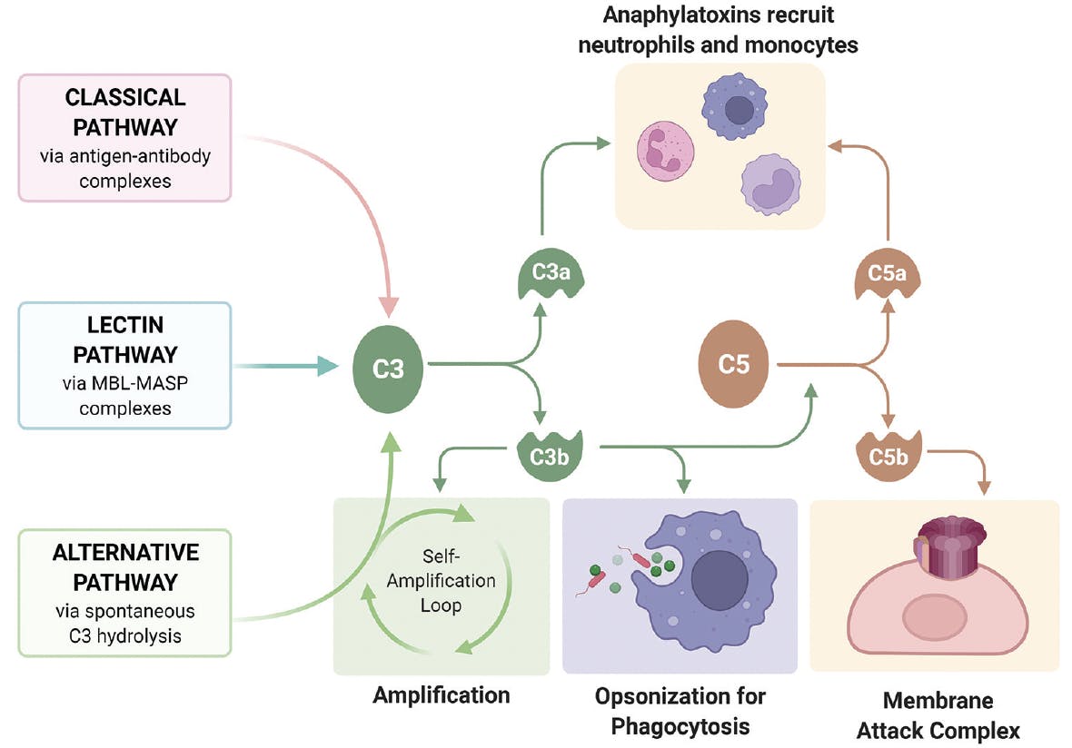C3 Pathway