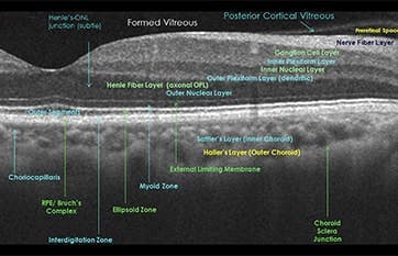 Oct Macula Layers