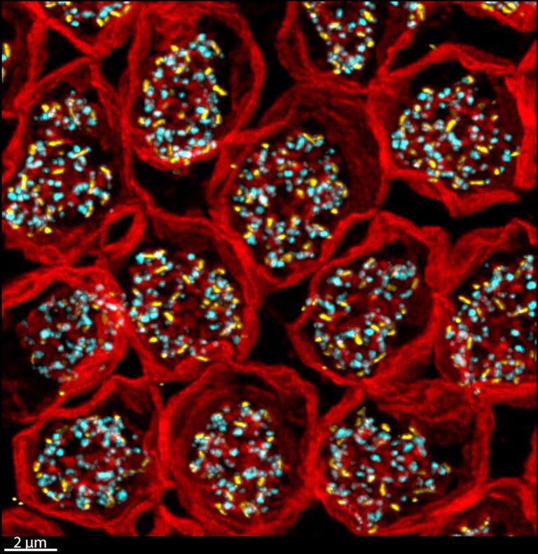 Study Uncovers Novel Synaptic Intricacies Inside the Retina - Eyewire+