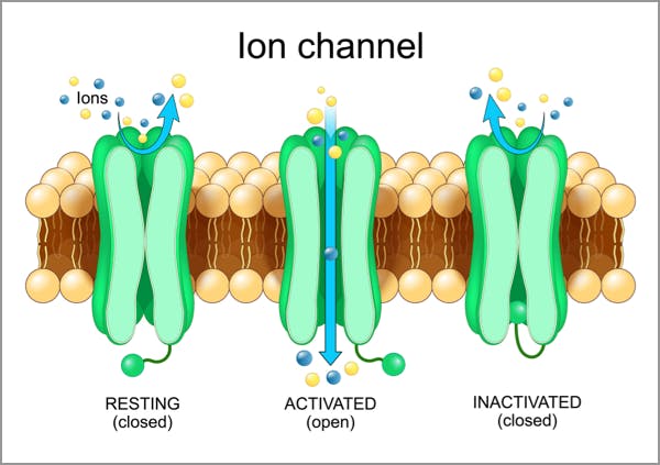 Could Dry Eye Be a Channelopathy? - Modern Optometry