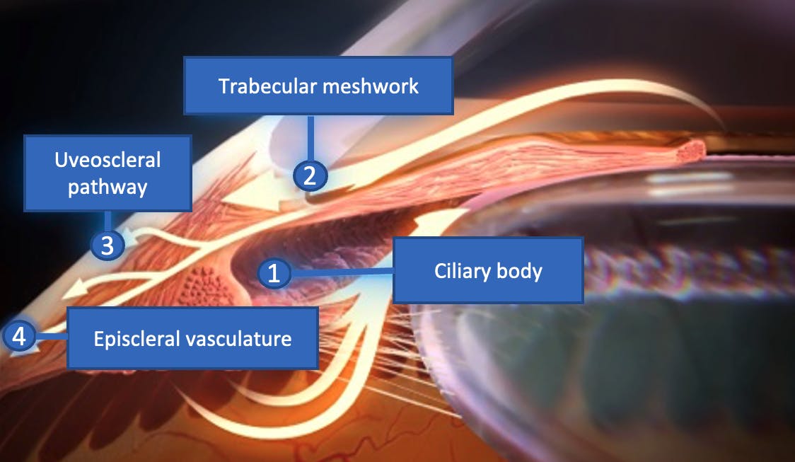 Distal Outflow and Episcleral Venous Pressure - Glaucoma Today