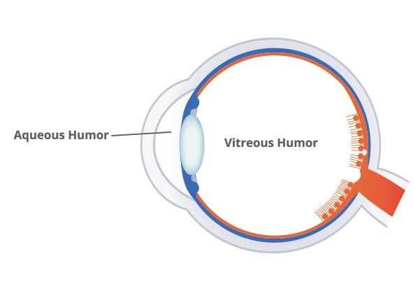 Vitreous Humor Aqueous Humor Why Don't Our Eyeballs Fill Up With Water
