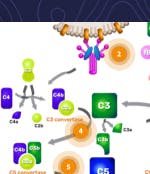 A Peek at the Complement Pathway - Retina Today