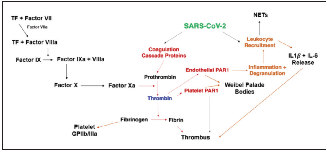 New Insights Into the Mechanisms of Thrombosis Formation: A Focus on ...