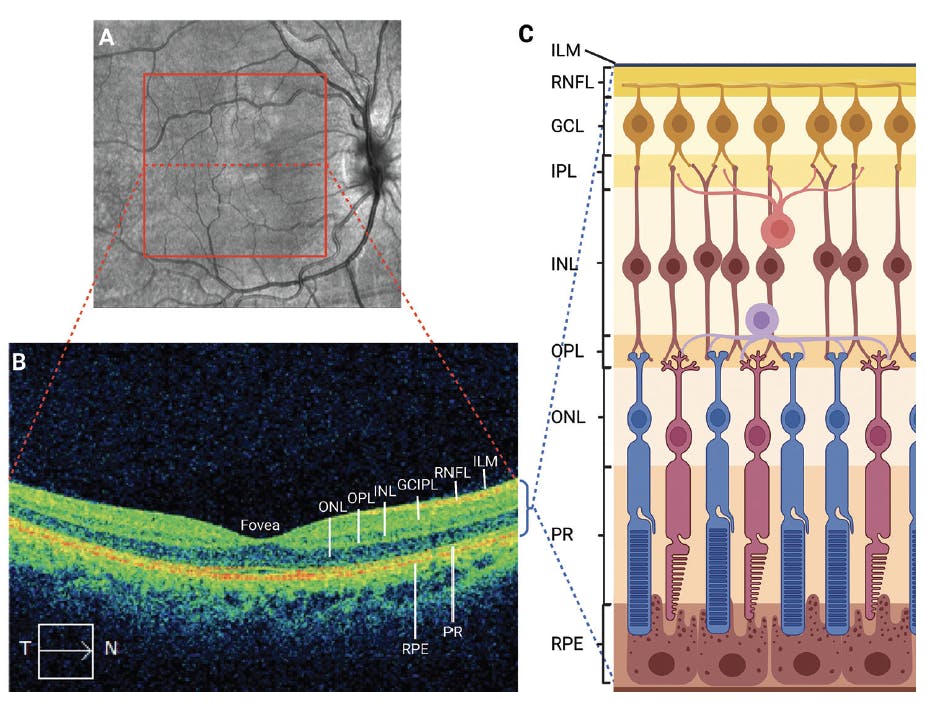 Layers Of The Retina Photoreceptors: Rods And Cones | Kenhub