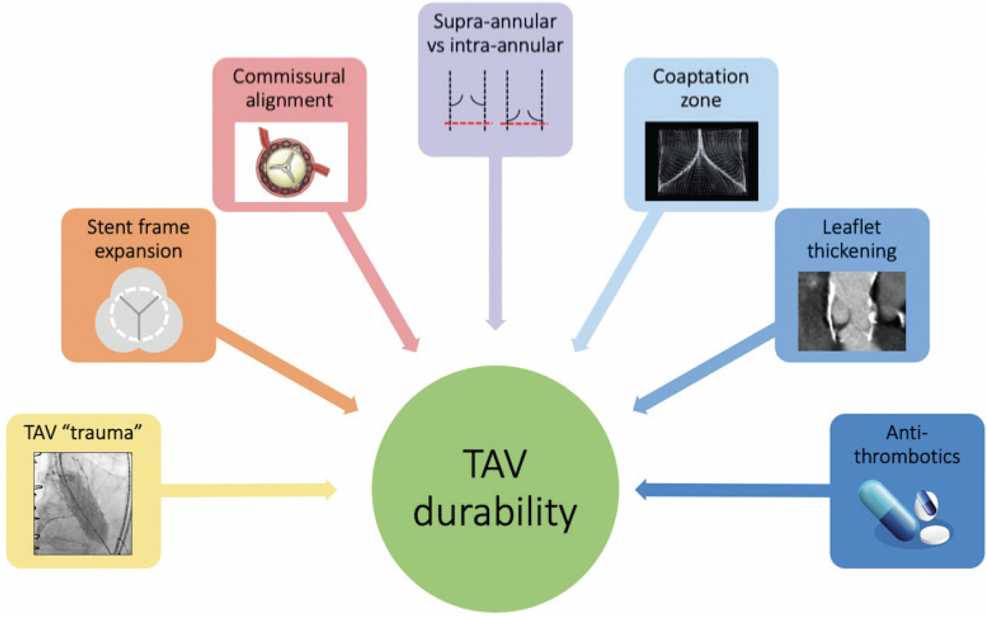 Transcatheter Aortic Valve Durability - Cardiac Interventions Today