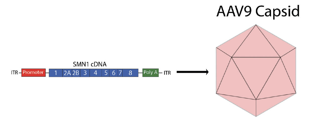 Spinal Muscular Atrophy is Now a Treatable Genetic Condition ...