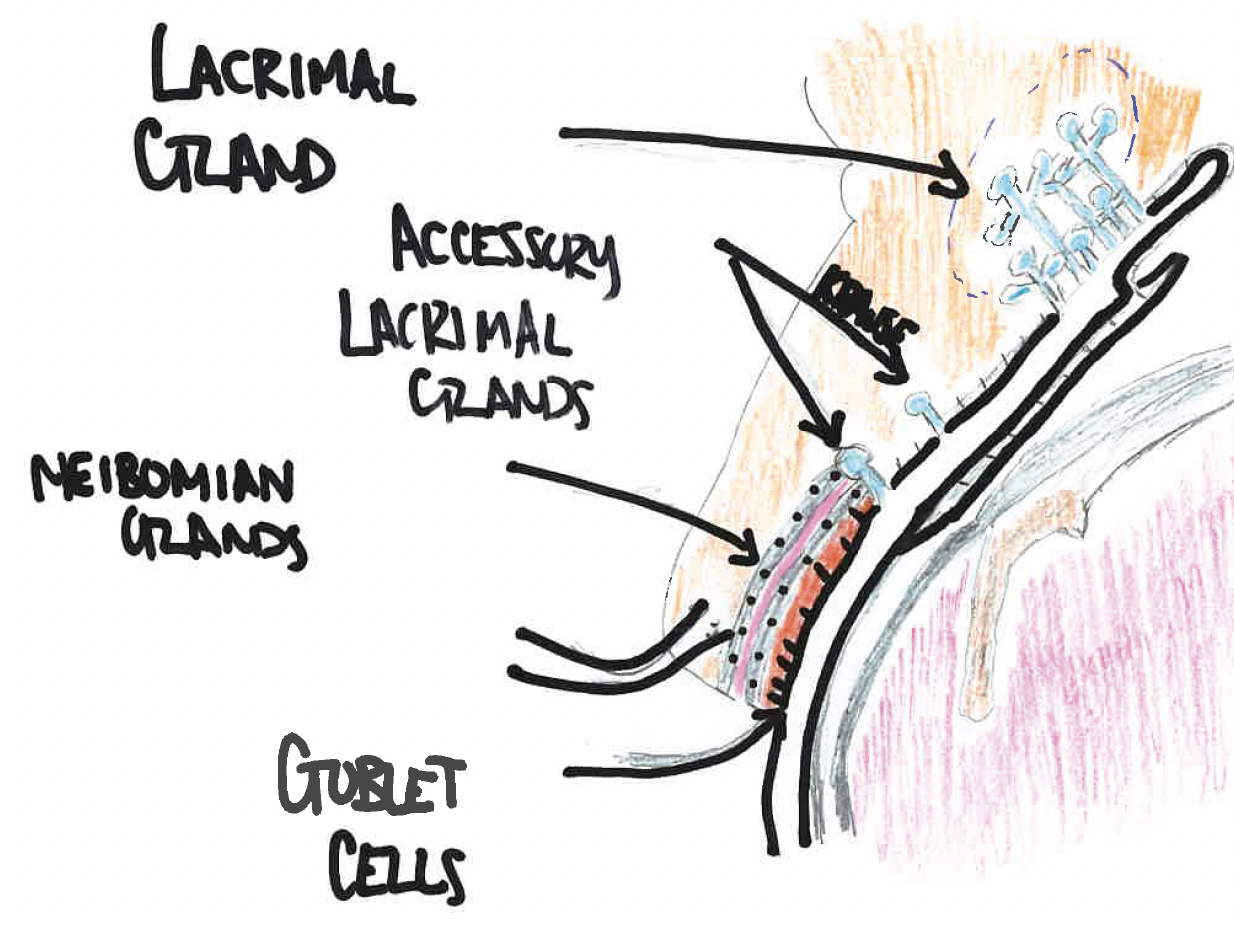 Unraveling the Role of Accessory Lacrimal Glands - Modern Optometry