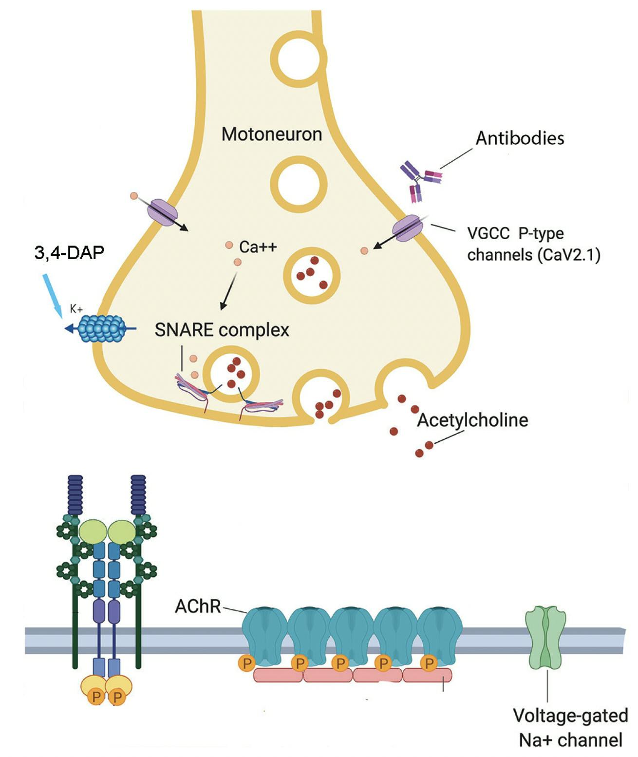 Vgcc Design, Synthesis And Biological Profile Of Mixed Opioid