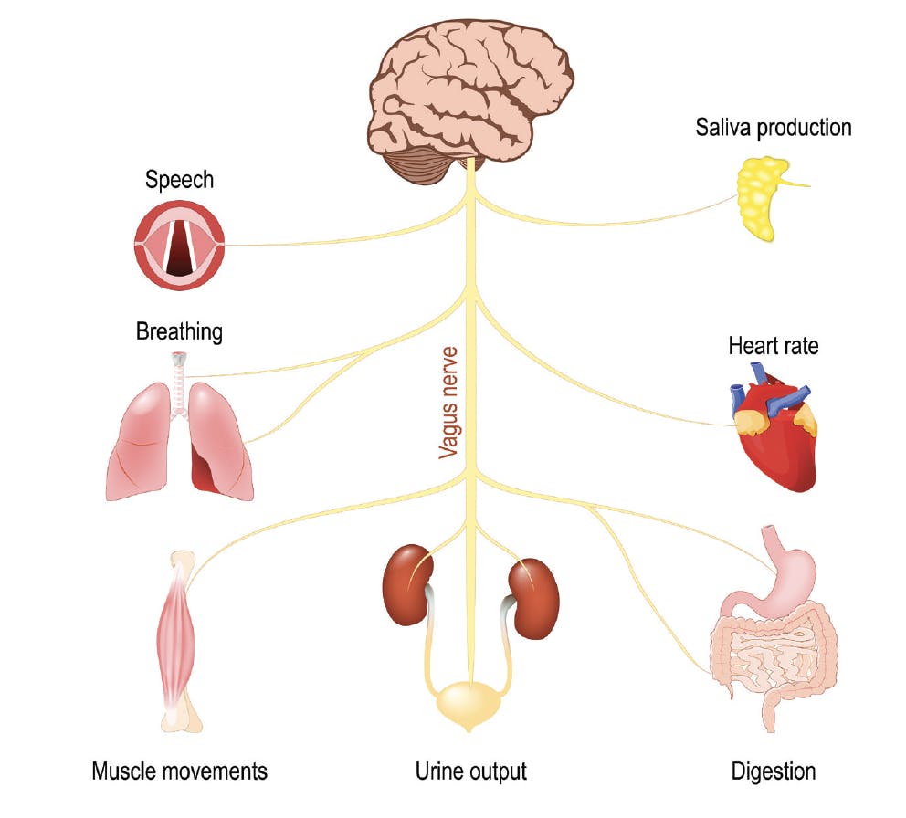 Vagus Nerve Pathway Vagus Nerve | Anatomy | Britannica.com