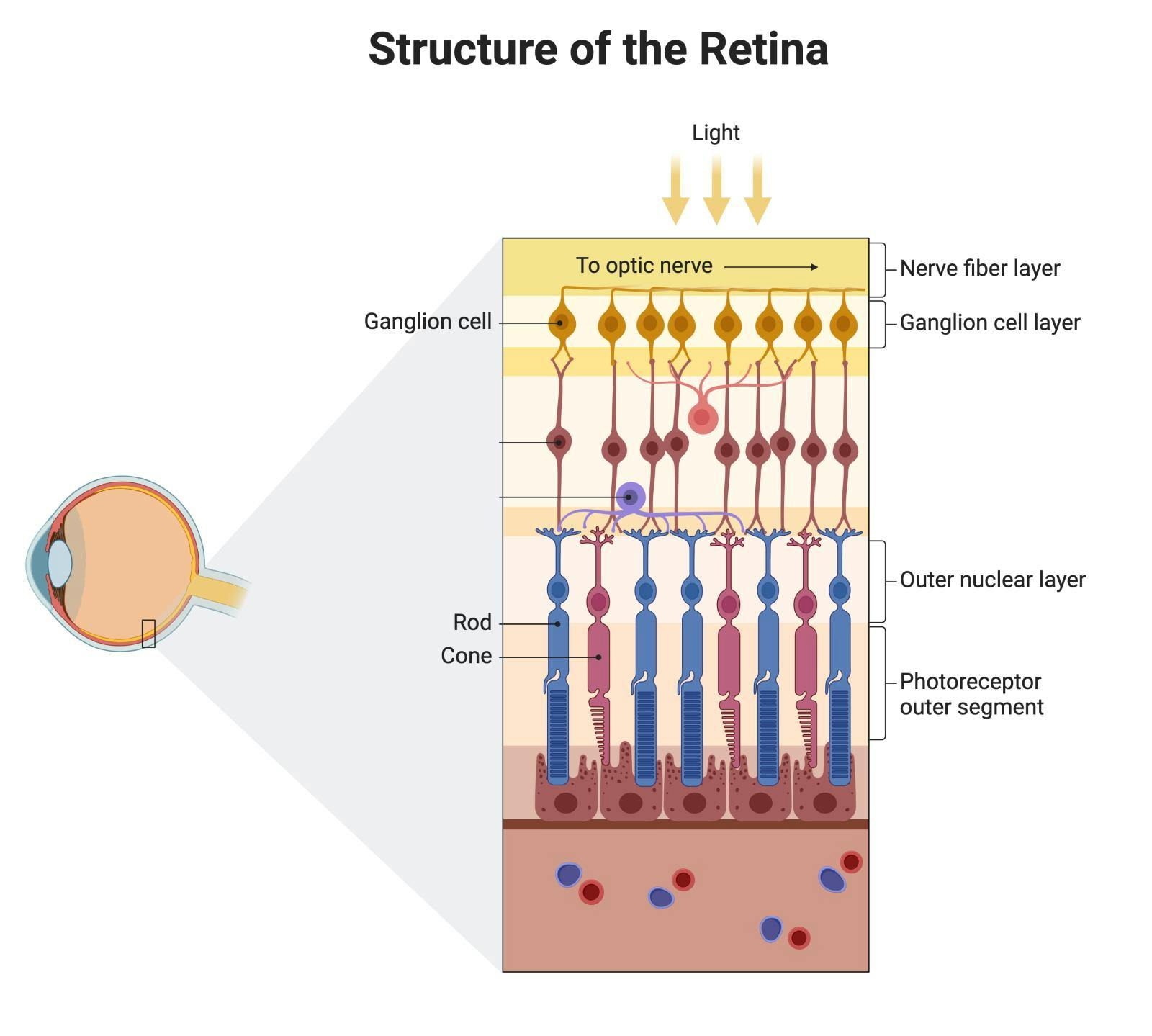 Scientists Use Gene Editing to Treat Retinitis Pigmentosa in Mice ...