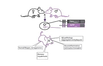 Dementia Insights: What Do Animal Models of Alzheimer’s Disease Tell Us ...